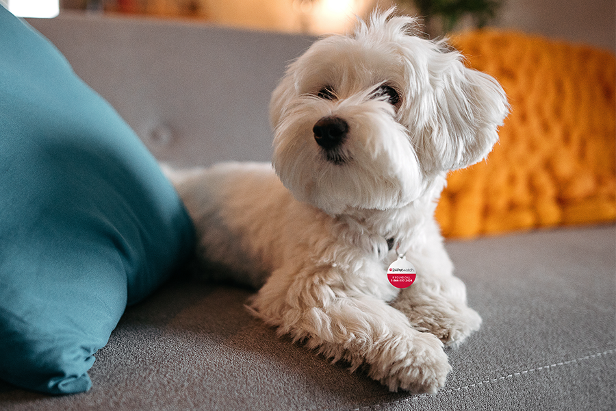 How To Bring A New Dog Into The Home
