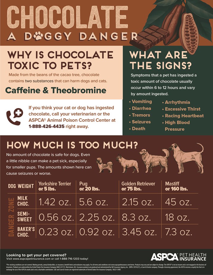 How Much Chocolate Is Lethal To A Dog Sales How Much Chocolate Is Lethal To A Dog Sales