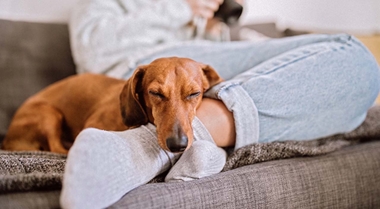 Pet Insurance For Behavioral Problems | ASPCA® Pet Health Insurance