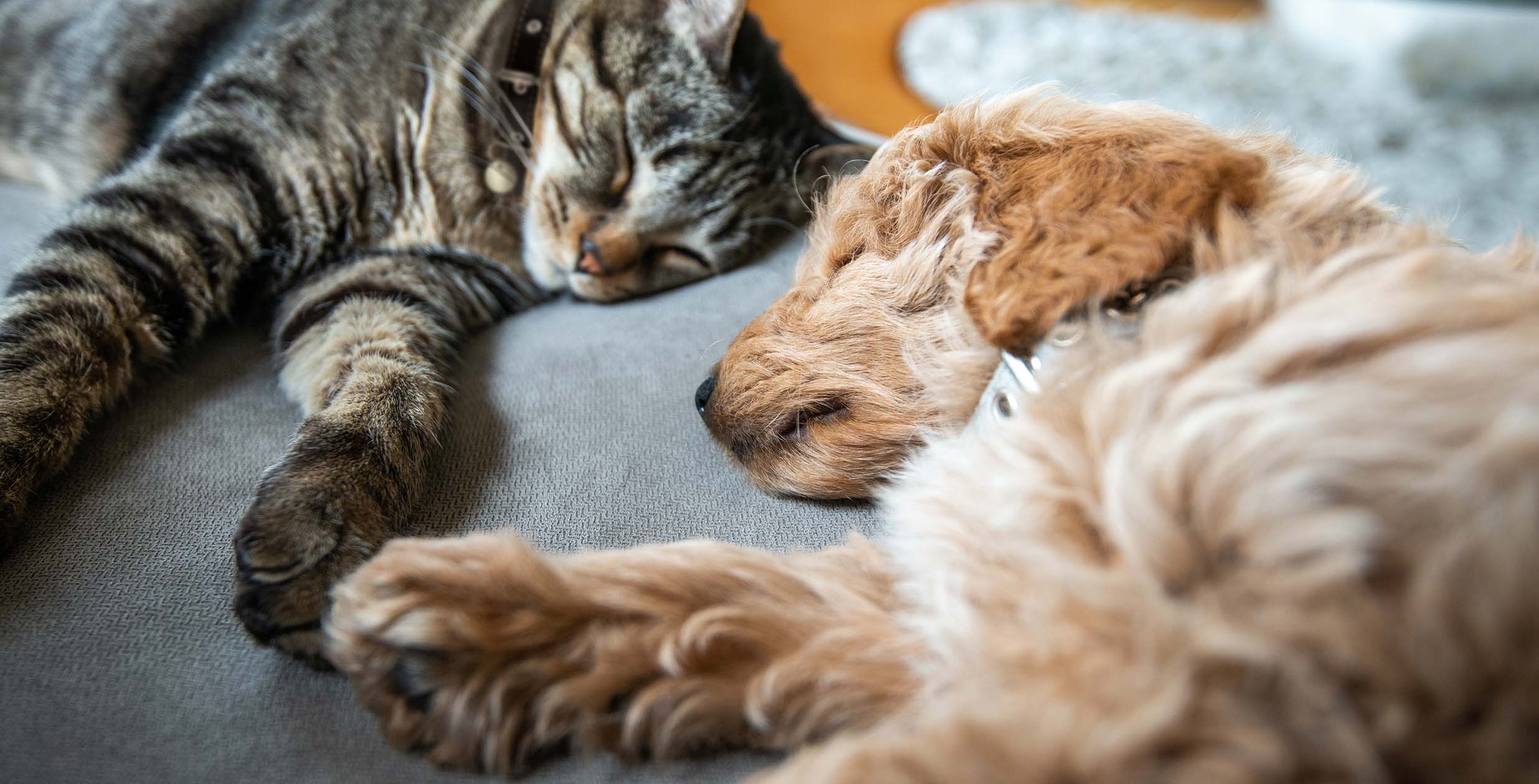 Pet Insurance For Behavioral Problems | ASPCA® Pet Health Insurance