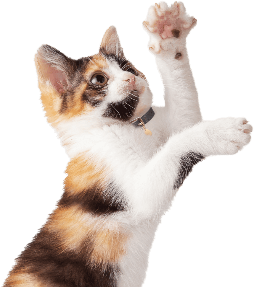 Pet Insurance For Behavioral Problems | ASPCA® Pet Health Insurance