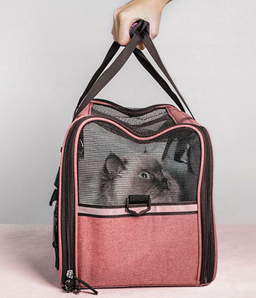Car Safety | ASPCA® Pet Health Insurance