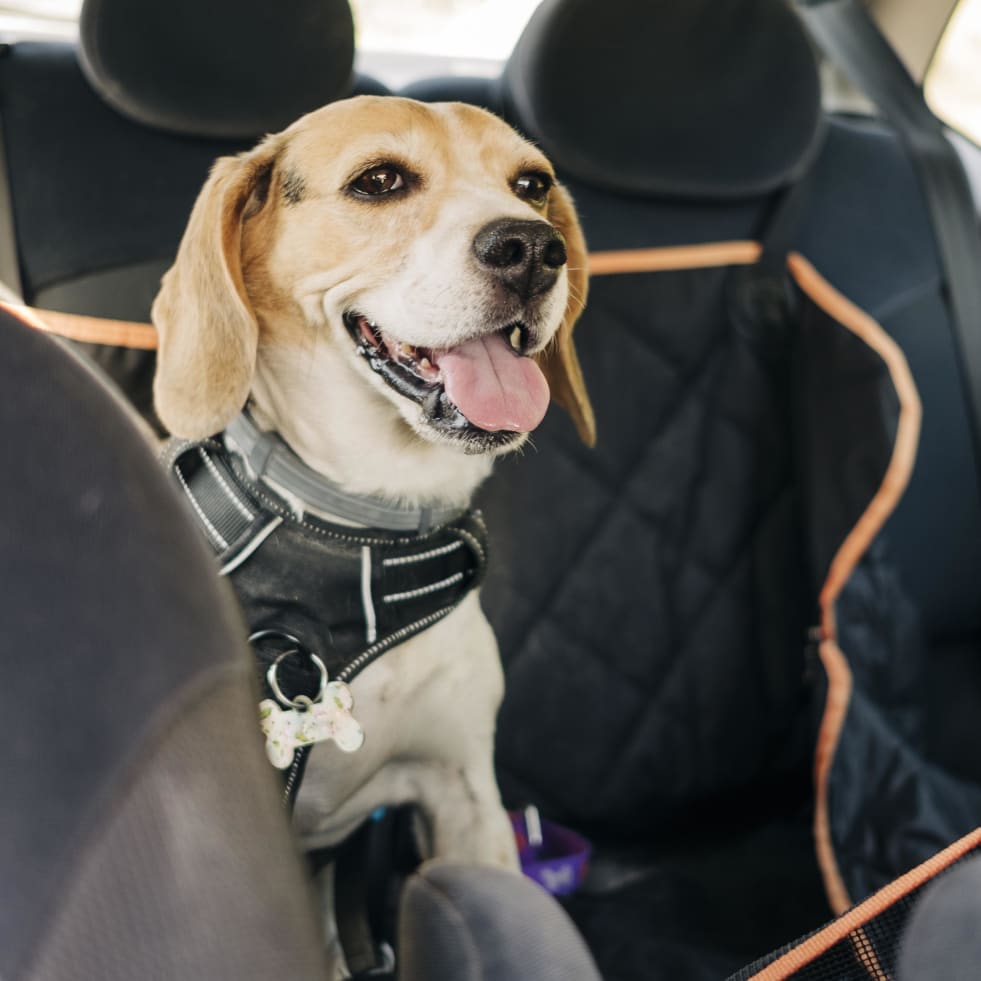 Car Safety | ASPCA® Pet Health Insurance