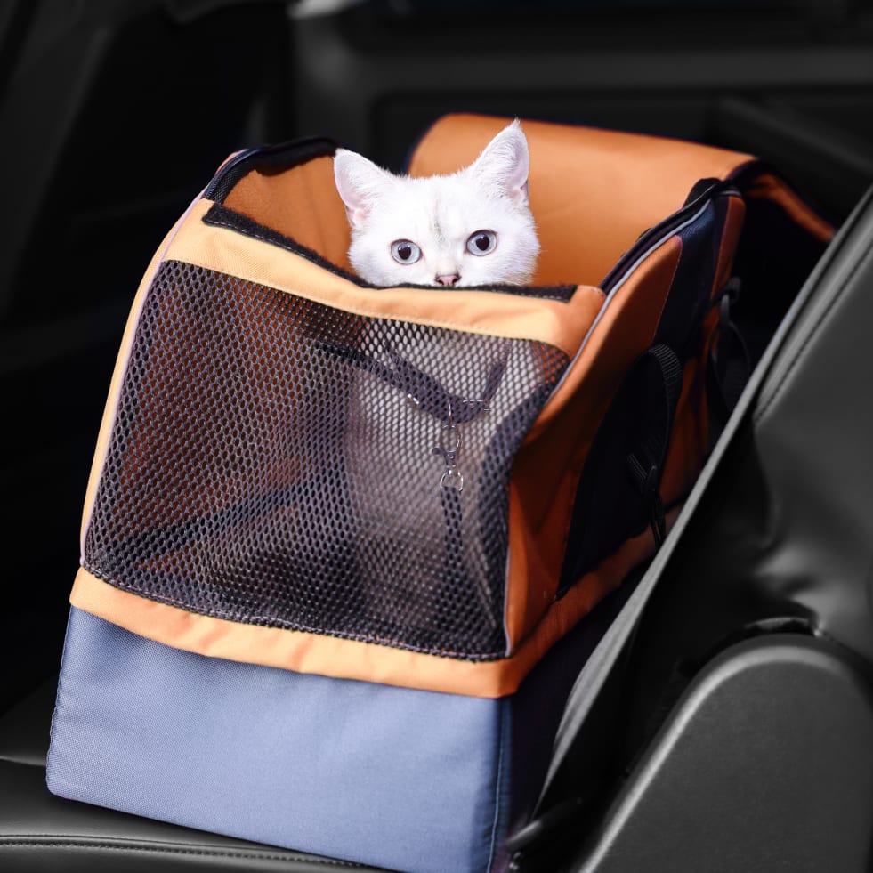 Car Safety | ASPCA® Pet Health Insurance
