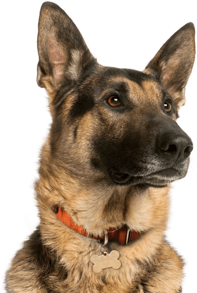 Dog Insurance Plans - Rated One of the Best | ASPCA® Pet Health Insurance