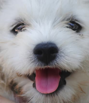 Pet Insurance For Dental Care | ASPCA® Pet Health Insurance