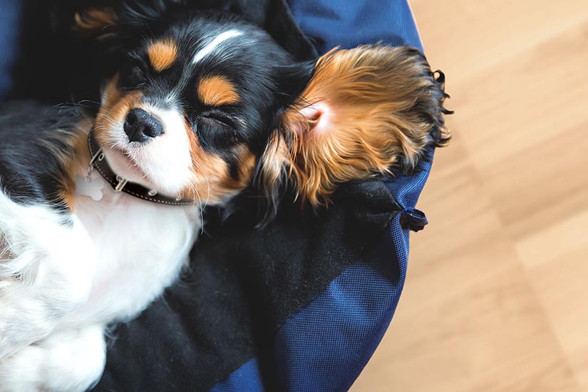 The Best Puppy Insurance | ASPCA® Pet Health Insurance