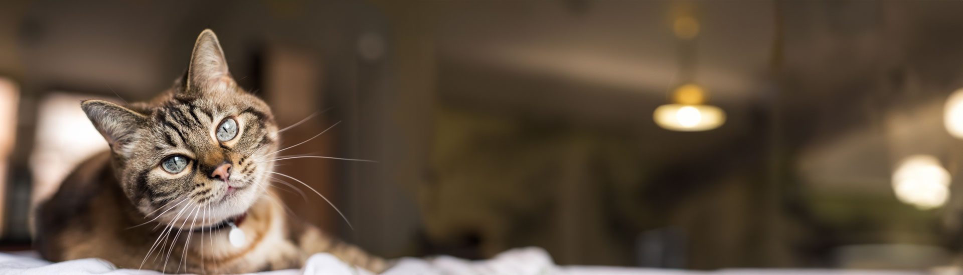 Insurance for Senior Cats | ASPCA® Pet Health Insurance