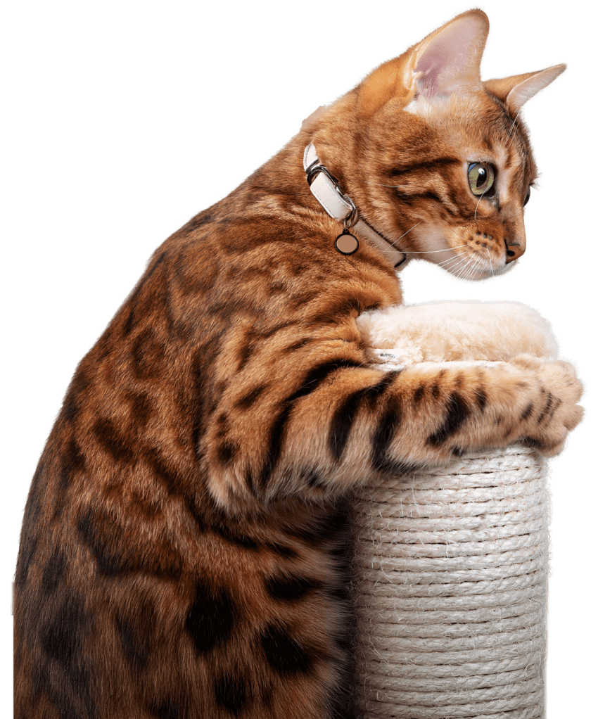 Summer Bucket List | ASPCA® Pet Health Insurance