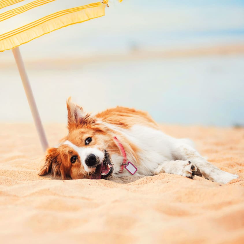 Summer Bucket List | ASPCA® Pet Health Insurance